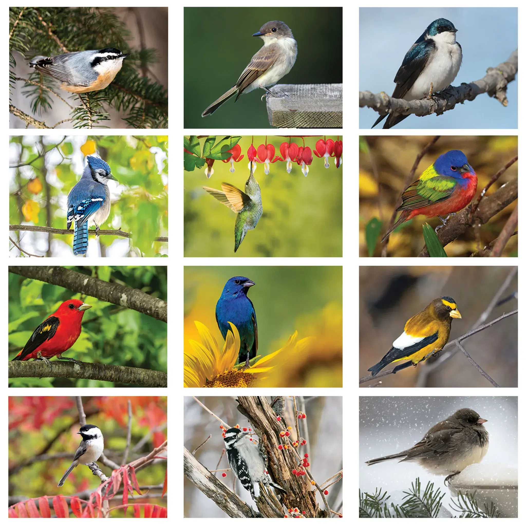 Backyard Birds Wall Calendar: 2024 Stapled - Promotional Product Inc.